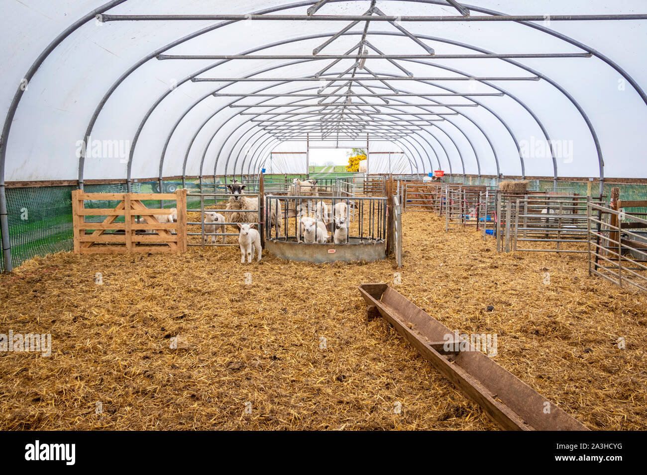 Livestock polytunnel hi-res stock photography and images - Alamy