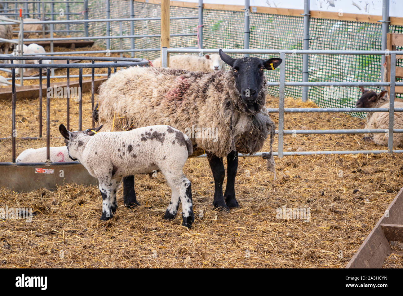 sheep and lambs in poly tunnel on a farm in Northumberland Stock Photo ...