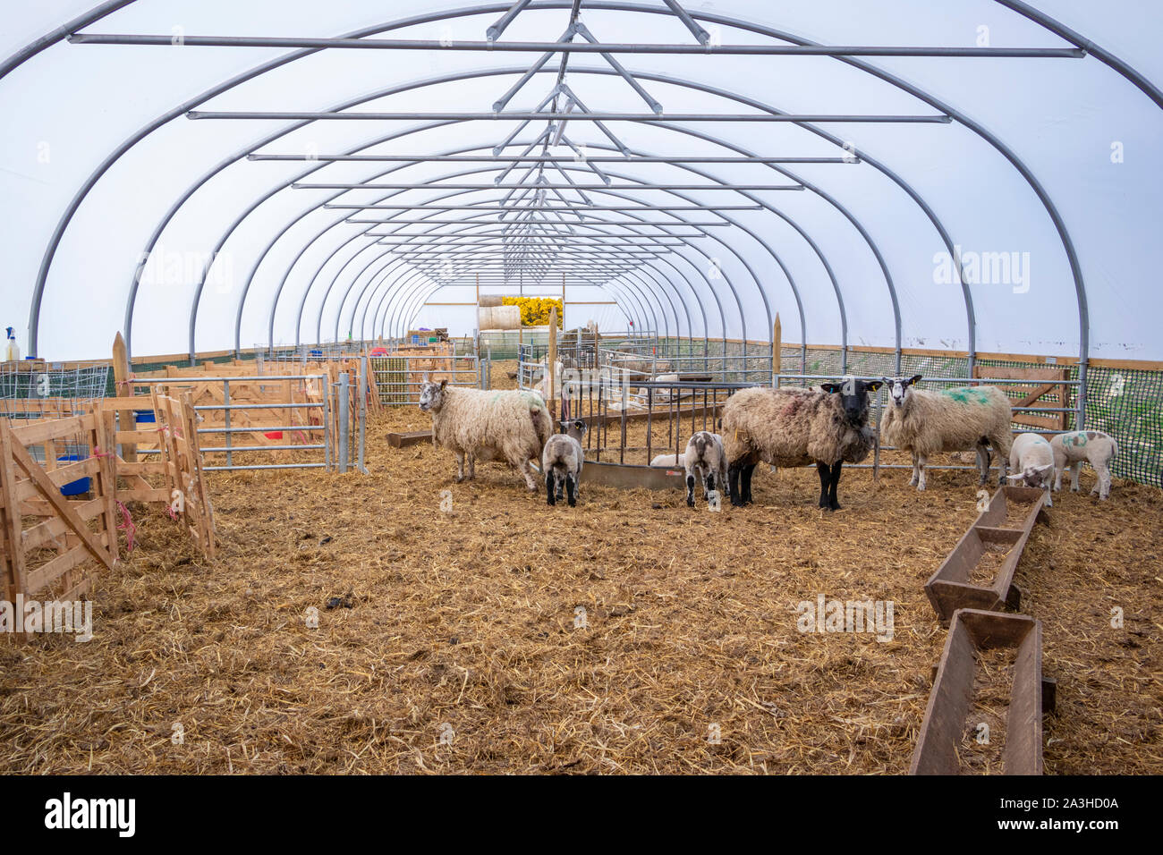 Livestock tunnel hi-res stock photography and images - Alamy