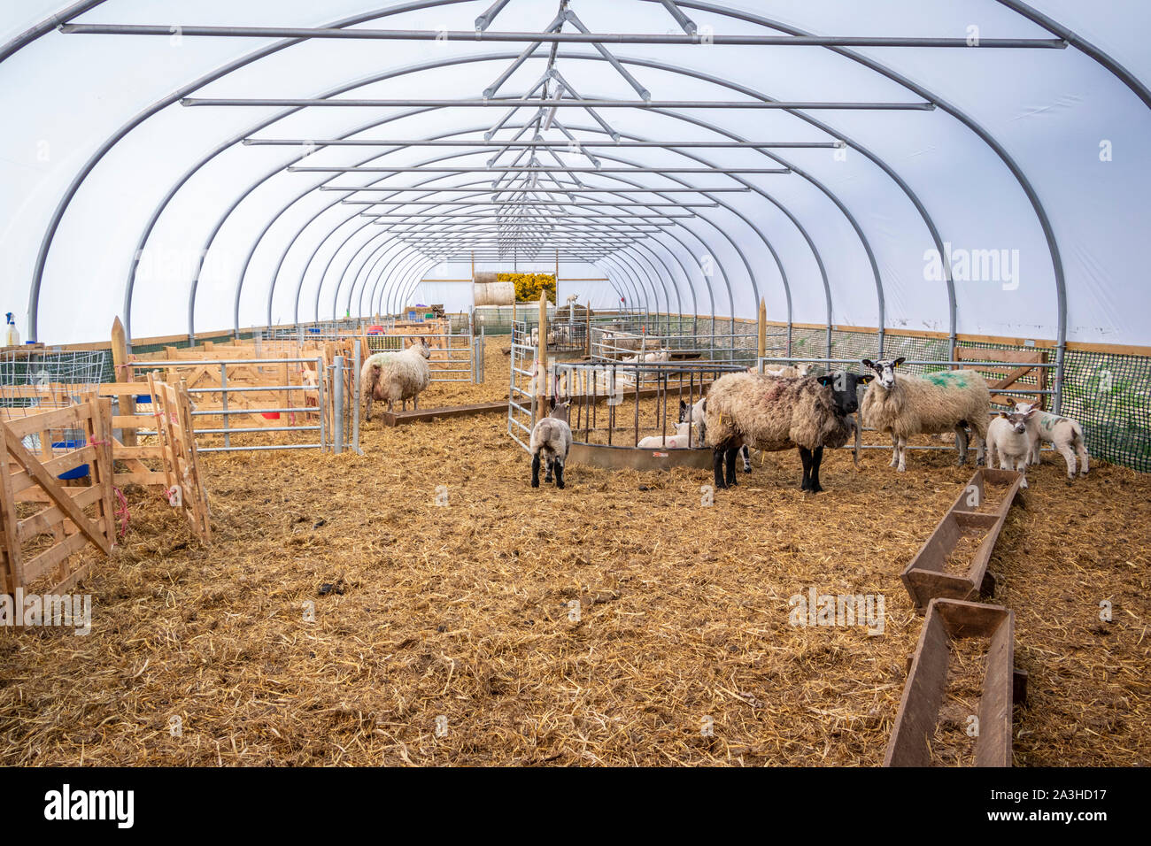 sheep and lambs in poly tunnel on a farm in Northumberland Stock Photo ...