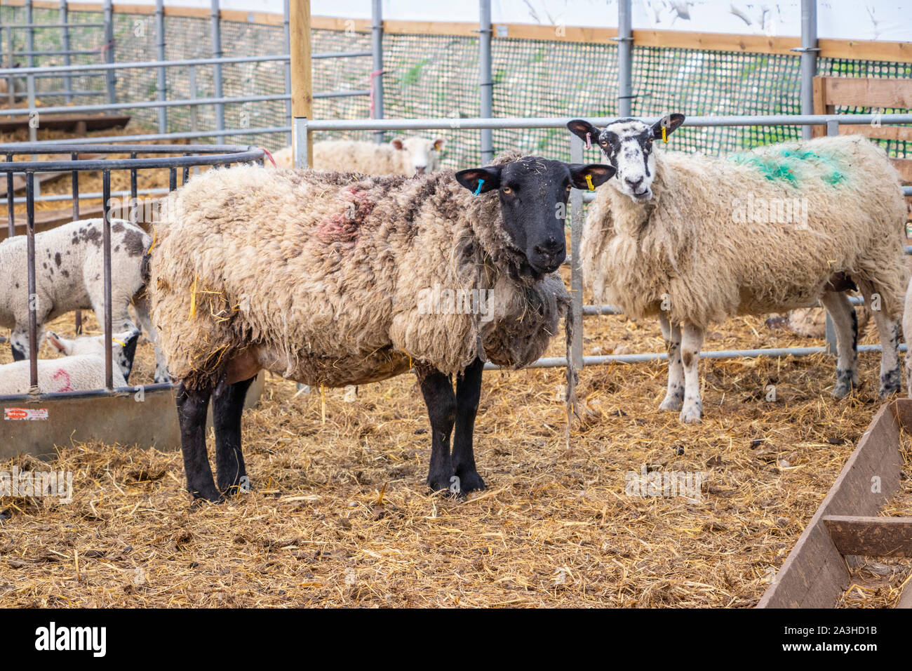 sheep and lambs in poly tunnel on a farm in Northumberland Stock Photo ...