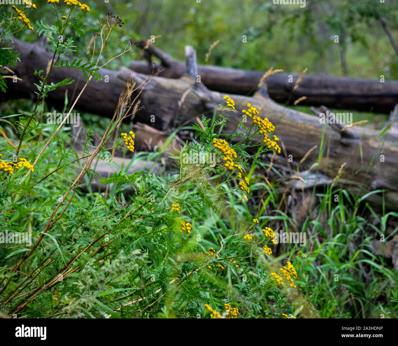 Colorful plantlife hi-res stock photography and images - Alamy