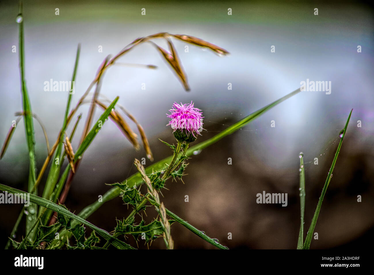 Colorful plantlife hi-res stock photography and images - Alamy