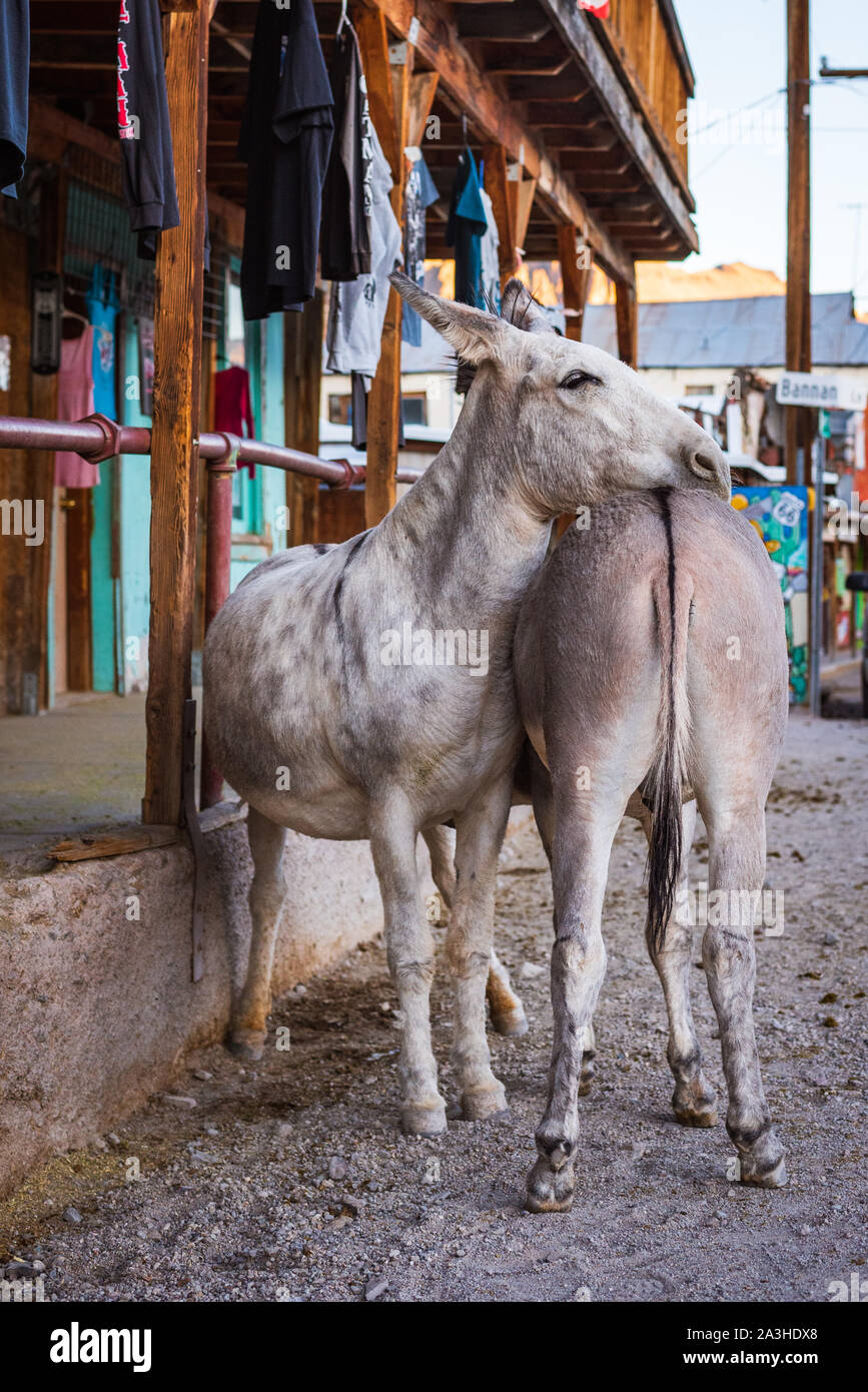 Burros And Donkeys High Resolution Stock Photography and Images - Alamy