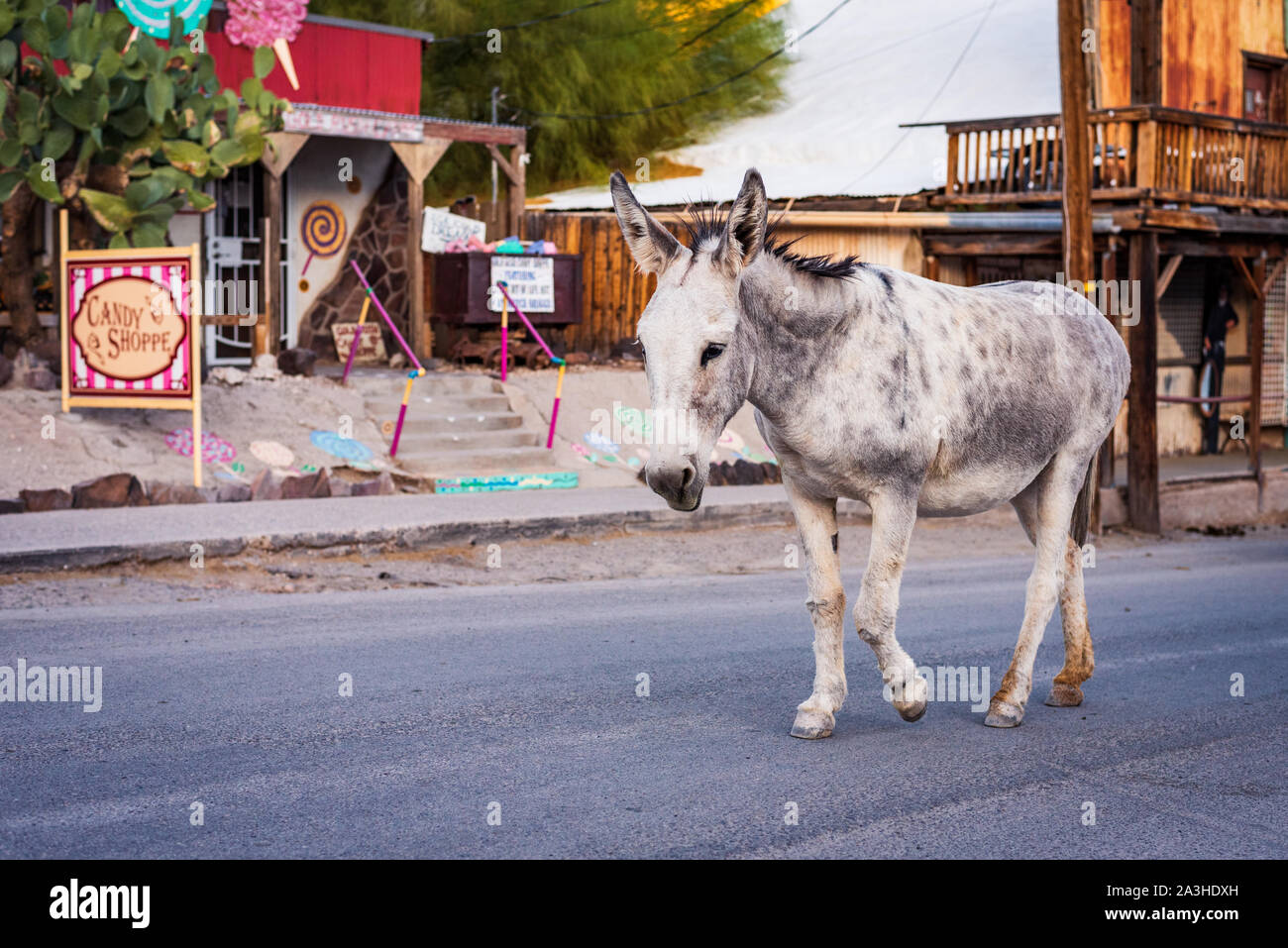 Burros and donkeys hi-res stock photography and images - Alamy