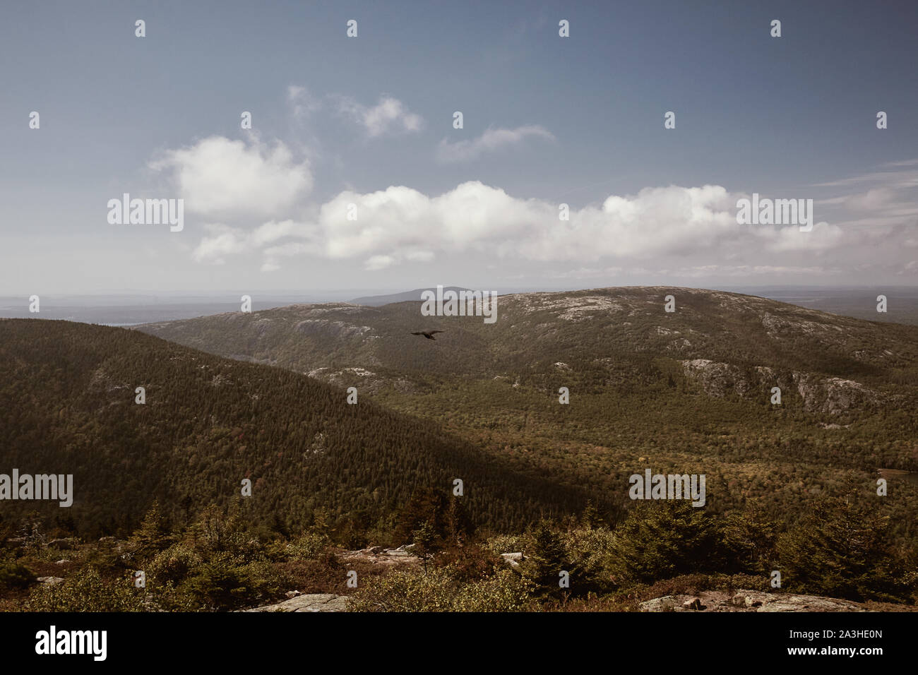 View of blue horizon and green forest in Acadia National Park on Mount ...