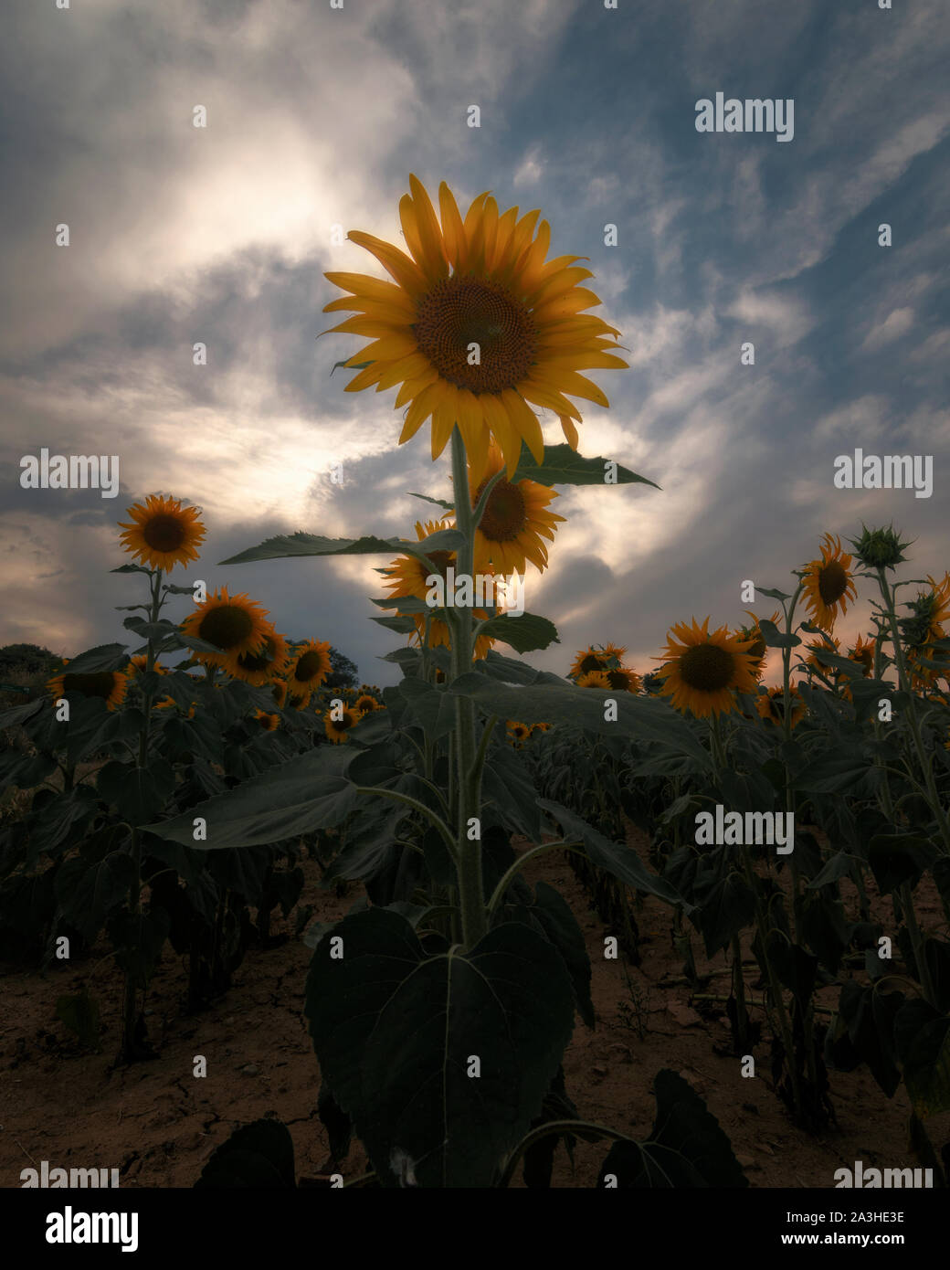 Nice field hi-res stock photography and images - Alamy