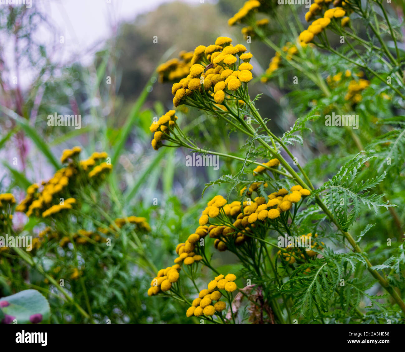 Colorful plantlife hi-res stock photography and images - Alamy