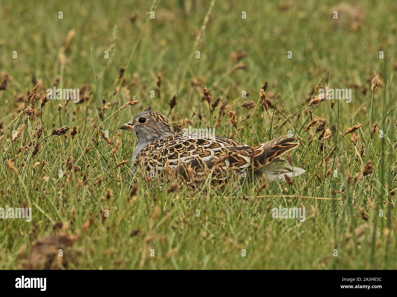 Grey-breasted Seedsnipe (Thinocorus orbignyianus orbignyianus) adult ...