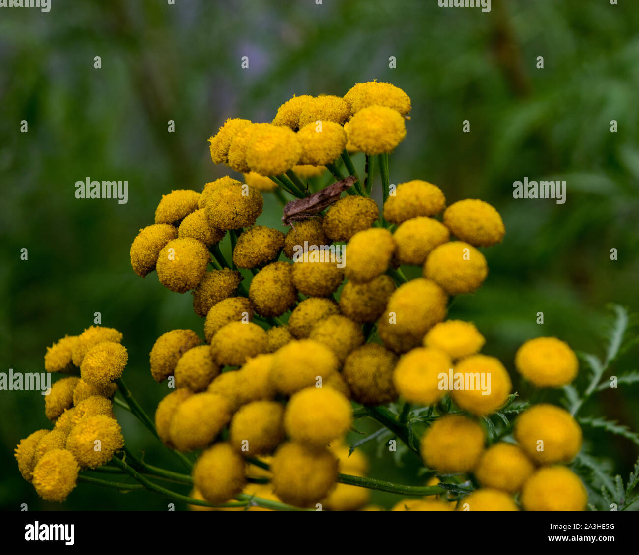 Stunning plantlife hi-res stock photography and images - Alamy
