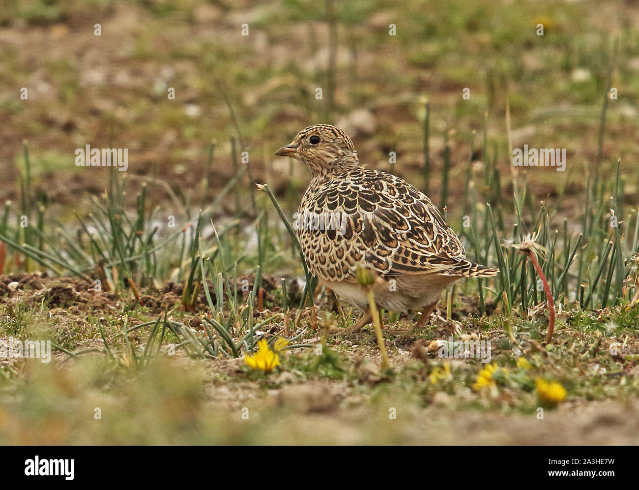Grey-breasted Seedsnipe (Thinocorus orbignyianus orbignyianus) female ...