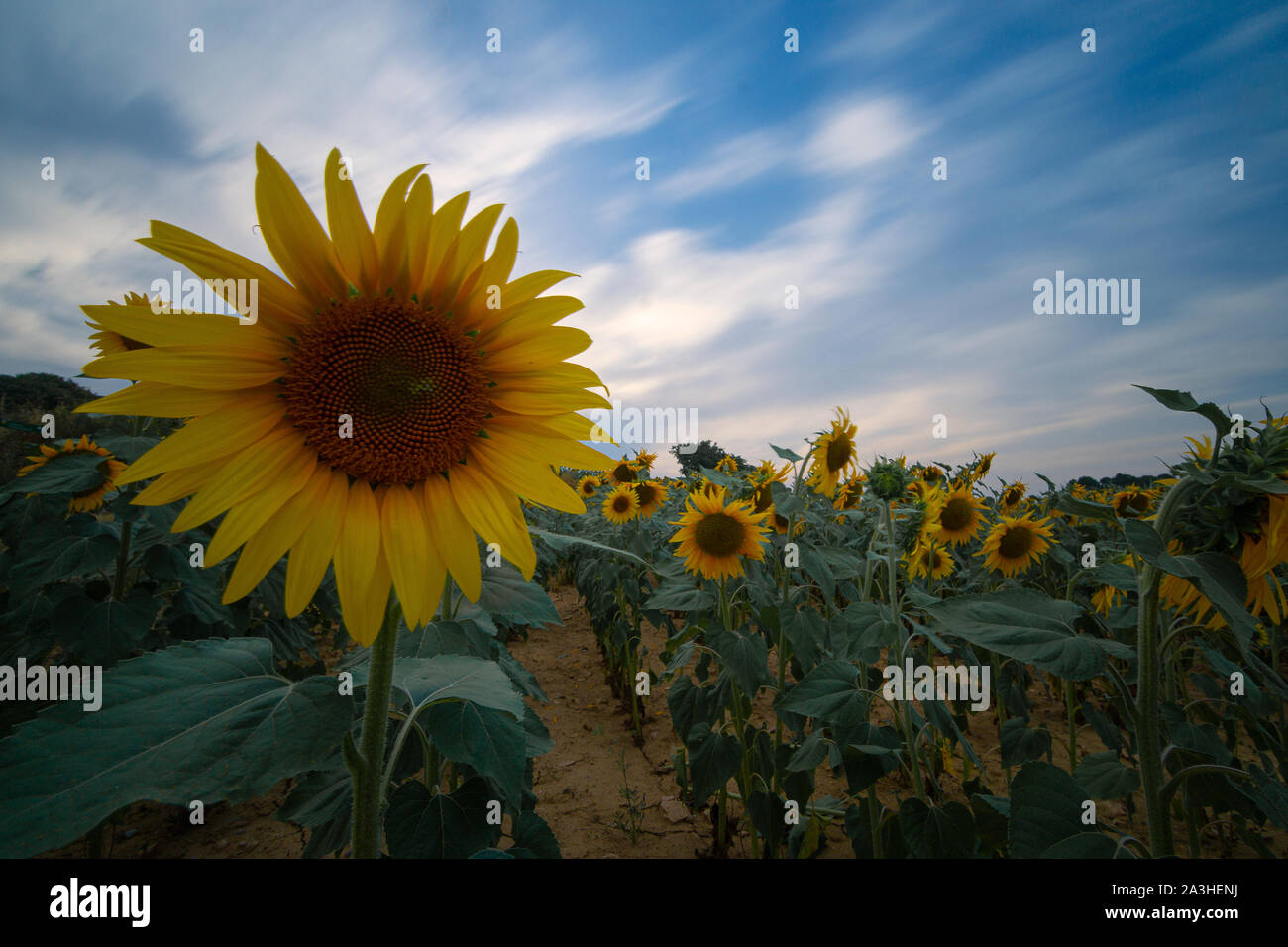 Nice field hi-res stock photography and images - Alamy