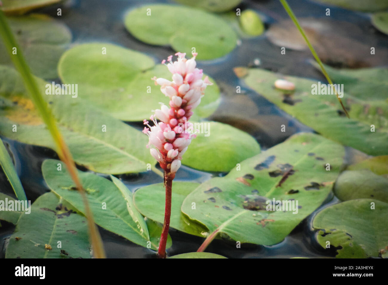 Bistorta officinalis or common bistort and green leaves Stock Photo - Alamy