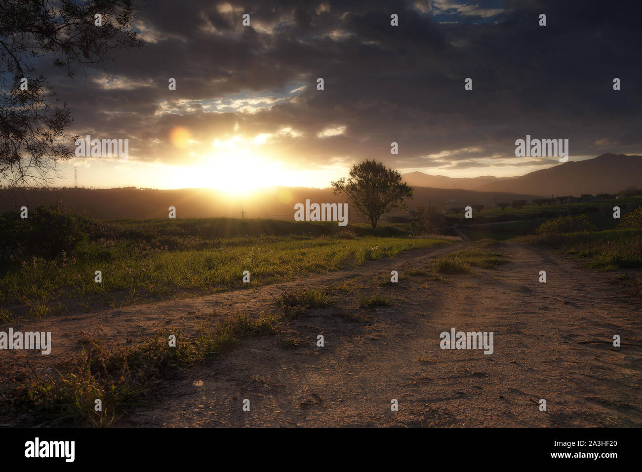 road with tree and sunset Stock Photo - Alamy