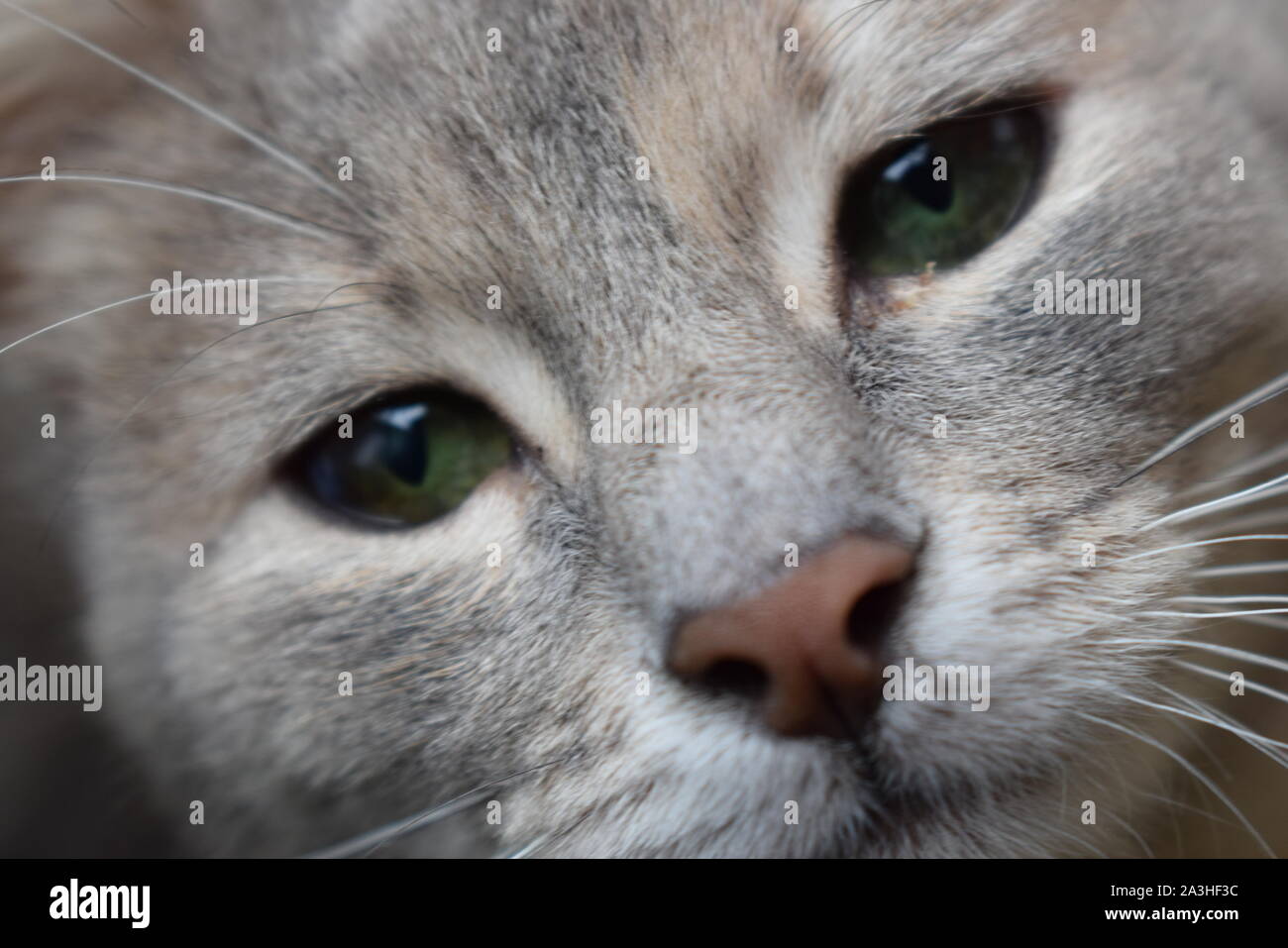 Mrs grey hi-res stock photography and images - Alamy