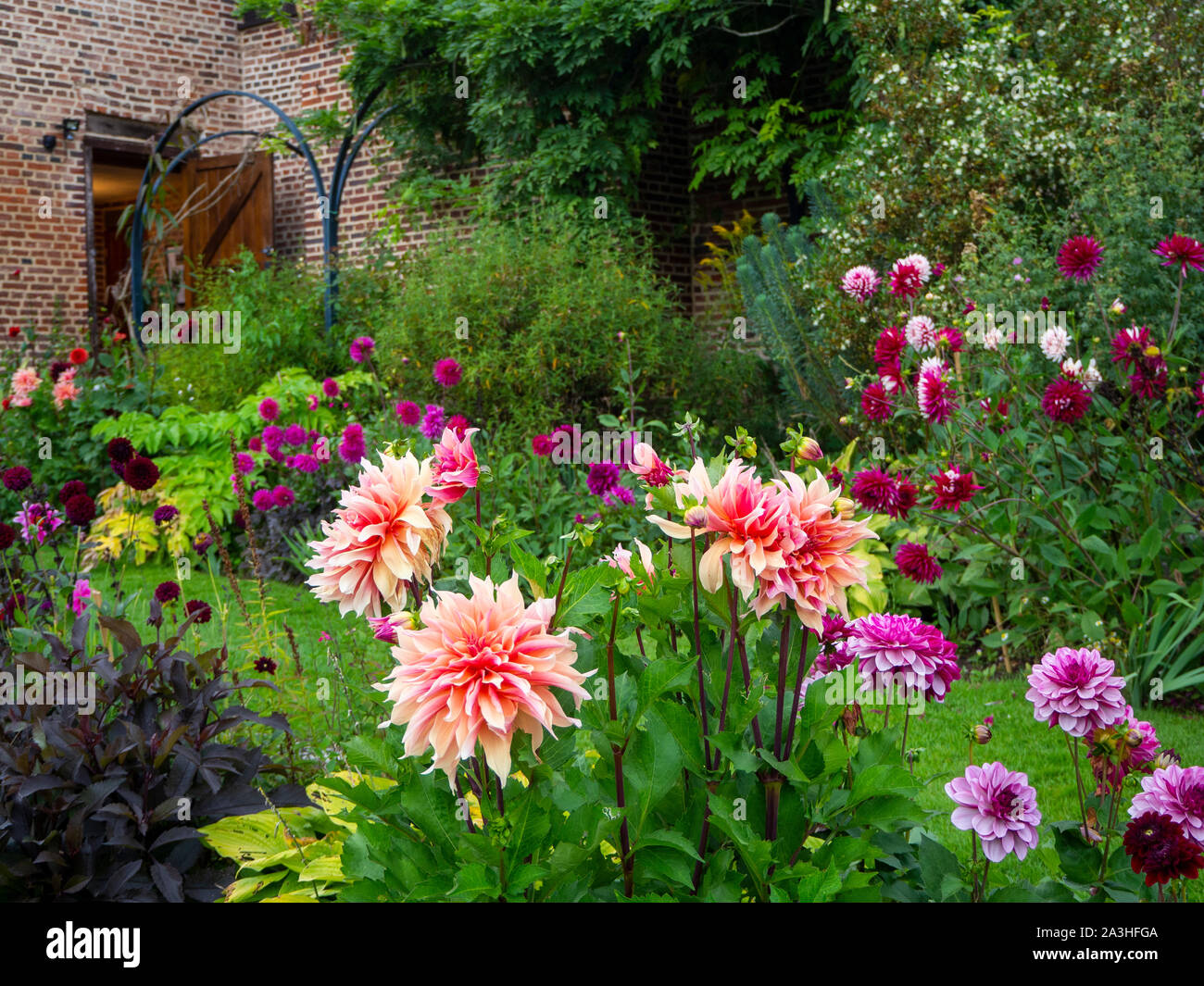 Chenies Manor Sunken Garden dahlia display on a September evening.A ...
