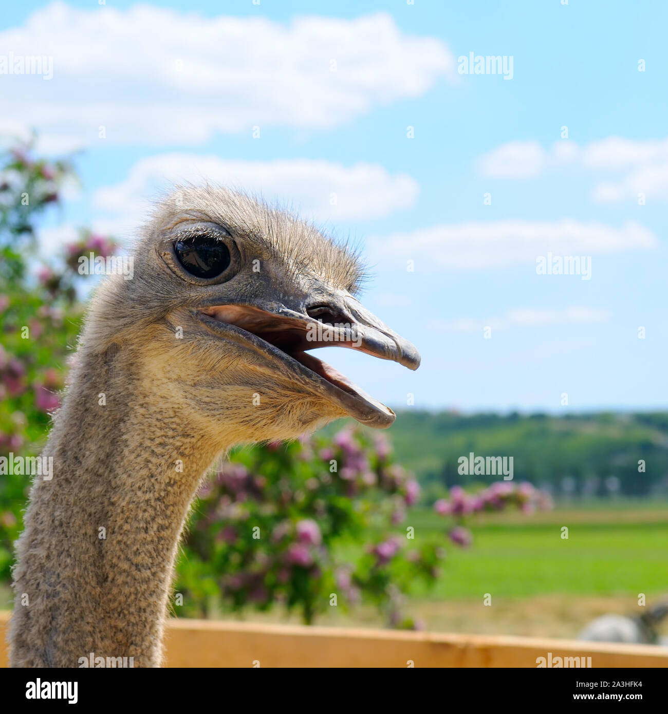 Ostrich bird head and neck close up on scenic landscape Stock Photo - Alamy