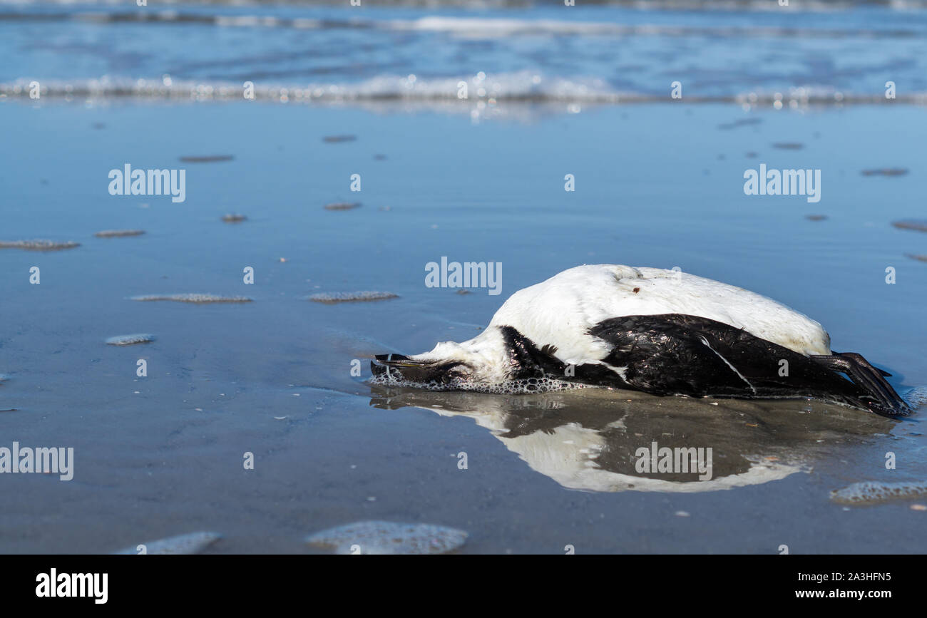 Plastic garbage bird hi-res stock photography and images - Alamy