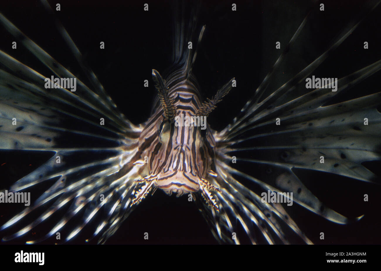 Lionfish or Turkeyfish (Pterois volitans) in aquarium Stock Photo - Alamy