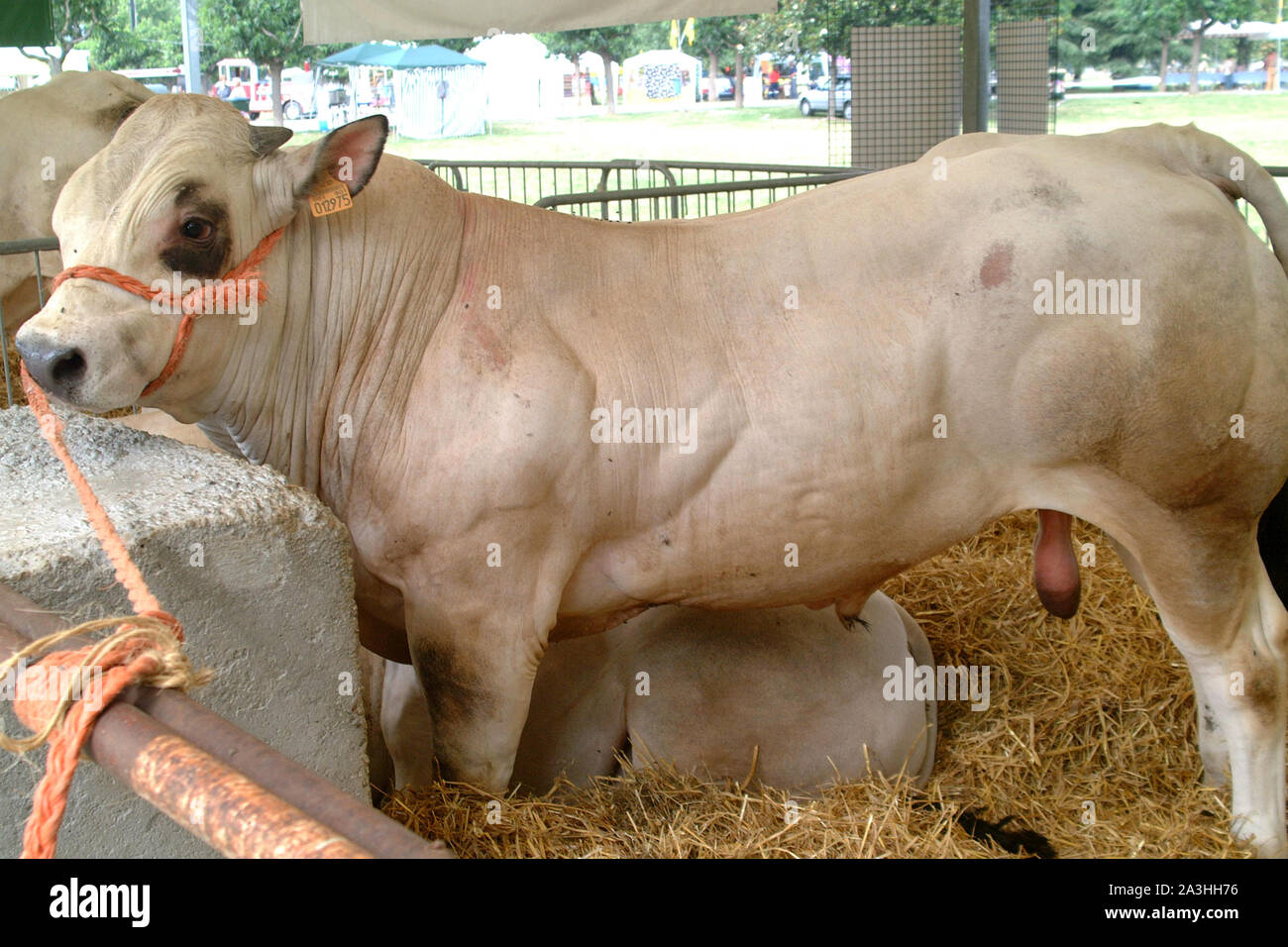 Young bull from the Piedmontese Fassone breed Stock Photo - Alamy