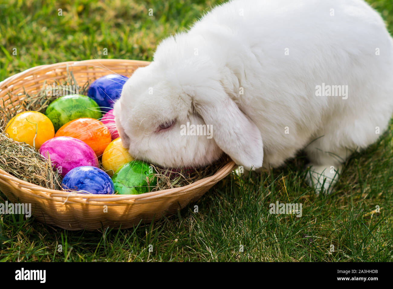 White rabbit easter eggs hi-res stock photography and images - Alamy