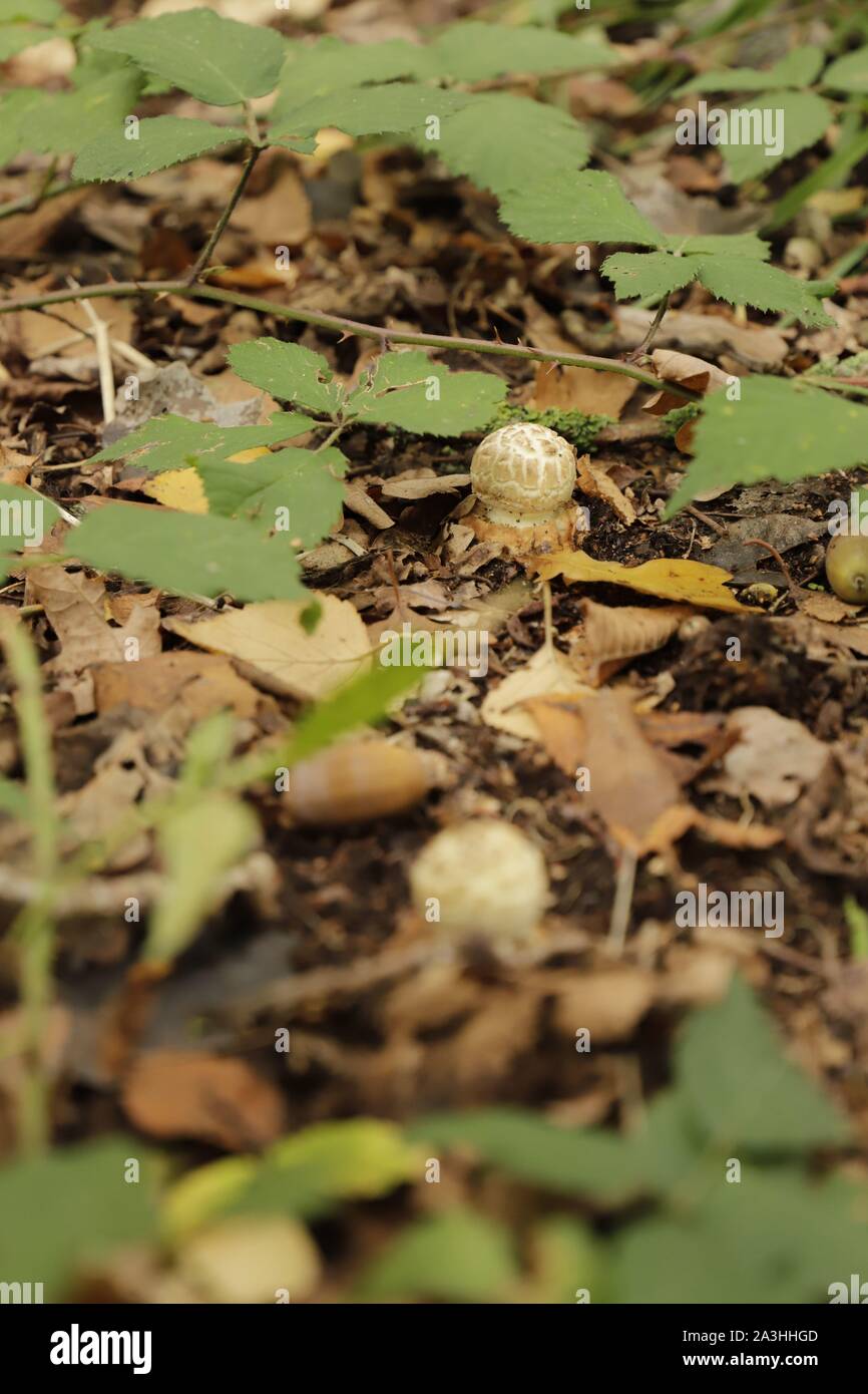 Small toad stools hi-res stock photography and images - Alamy