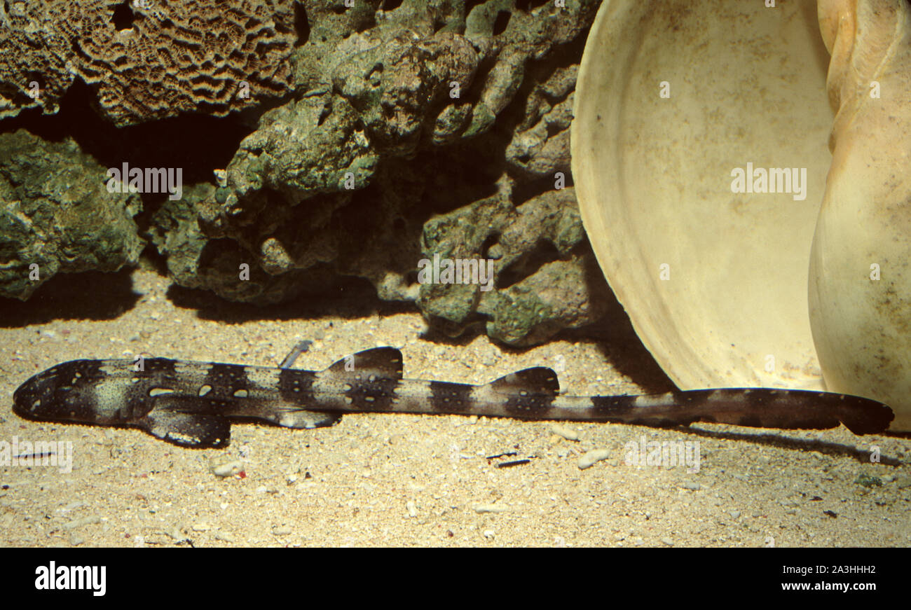 Young brownbanded bambooshark (Chiloscyllium punctatum Stock Photo - Alamy
