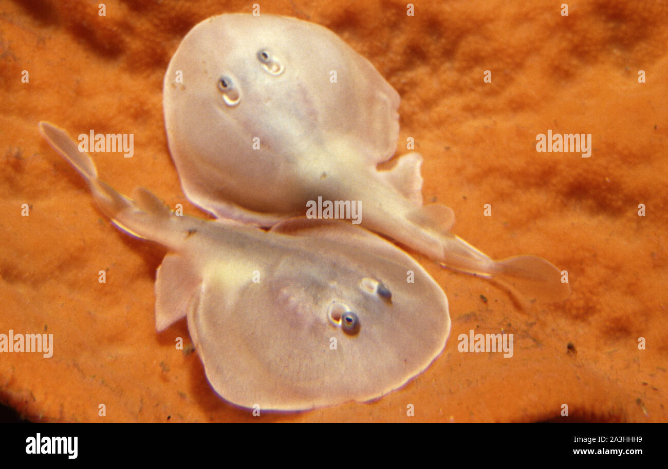 Narcine hi-res stock photography and images - Alamy