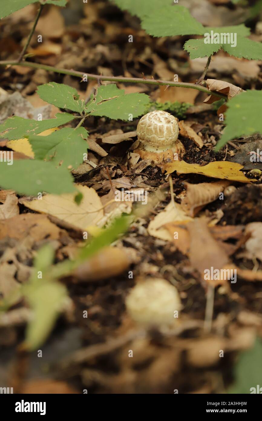 Small toad stools hi-res stock photography and images - Alamy