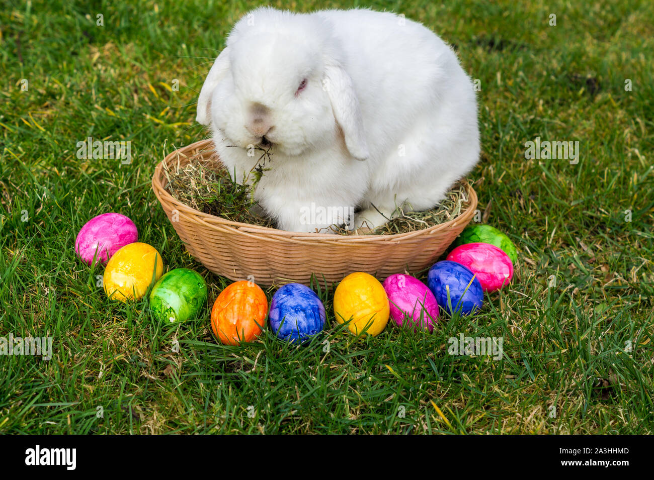 Easter Bunny in the basket Stock Photo - Alamy