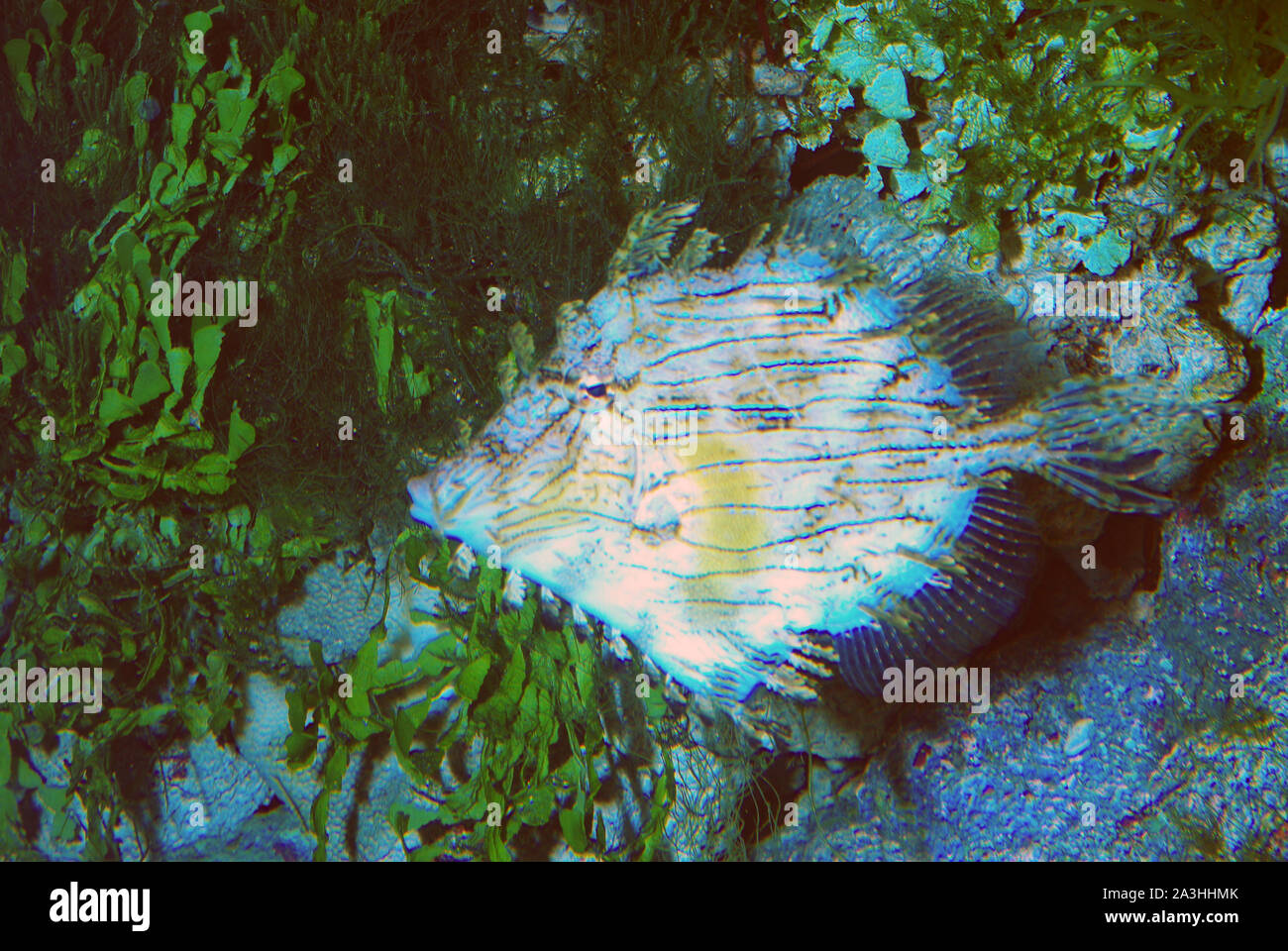 Chaetoderma hi-res stock photography and images - Alamy