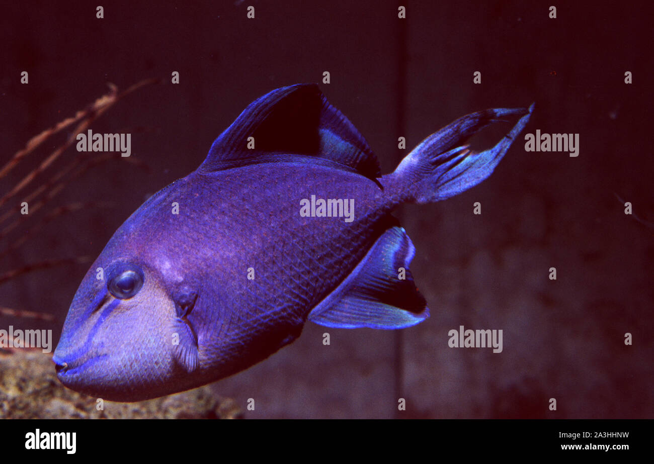 Red-toothed triggerfish (Odonus niger Stock Photo - Alamy
