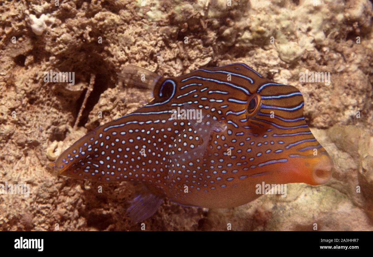 Pearl toby (Canthigaster margaritata), a dwarf puffer fish Stock Photo ...