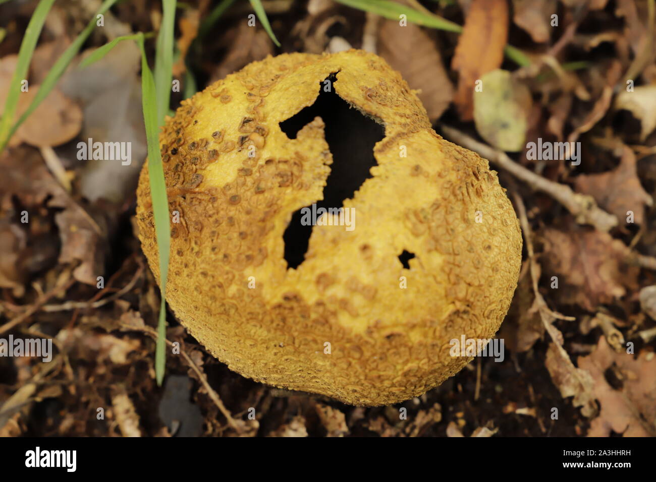 Park wildrijk hi-res stock photography and images - Alamy