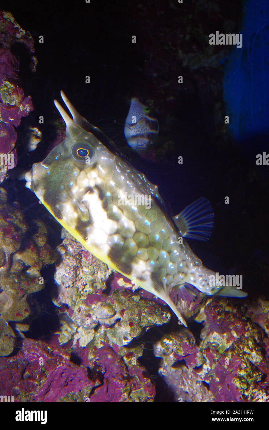 Longhorn cowfish (Lactoria cornuta Stock Photo - Alamy