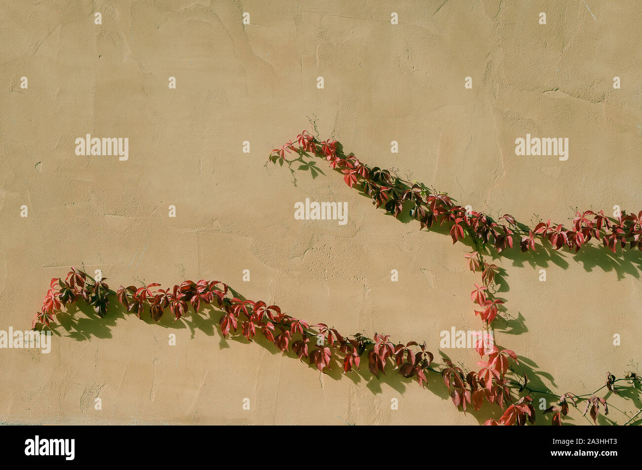 Beautiful windows covered with virgin vine in autumn Stock Photo - Alamy