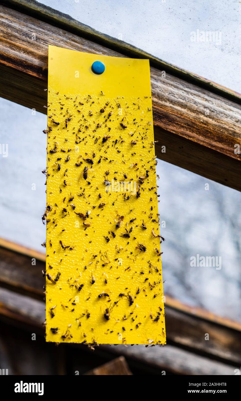 Yellow board insect trap Stock Photo - Alamy