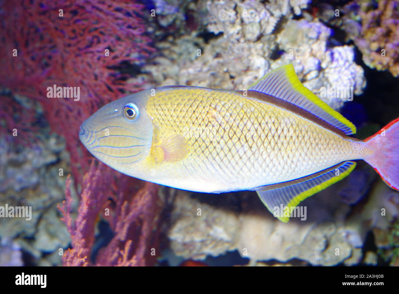 Crosshatch triggerfish (Xanthichthys mento Stock Photo - Alamy