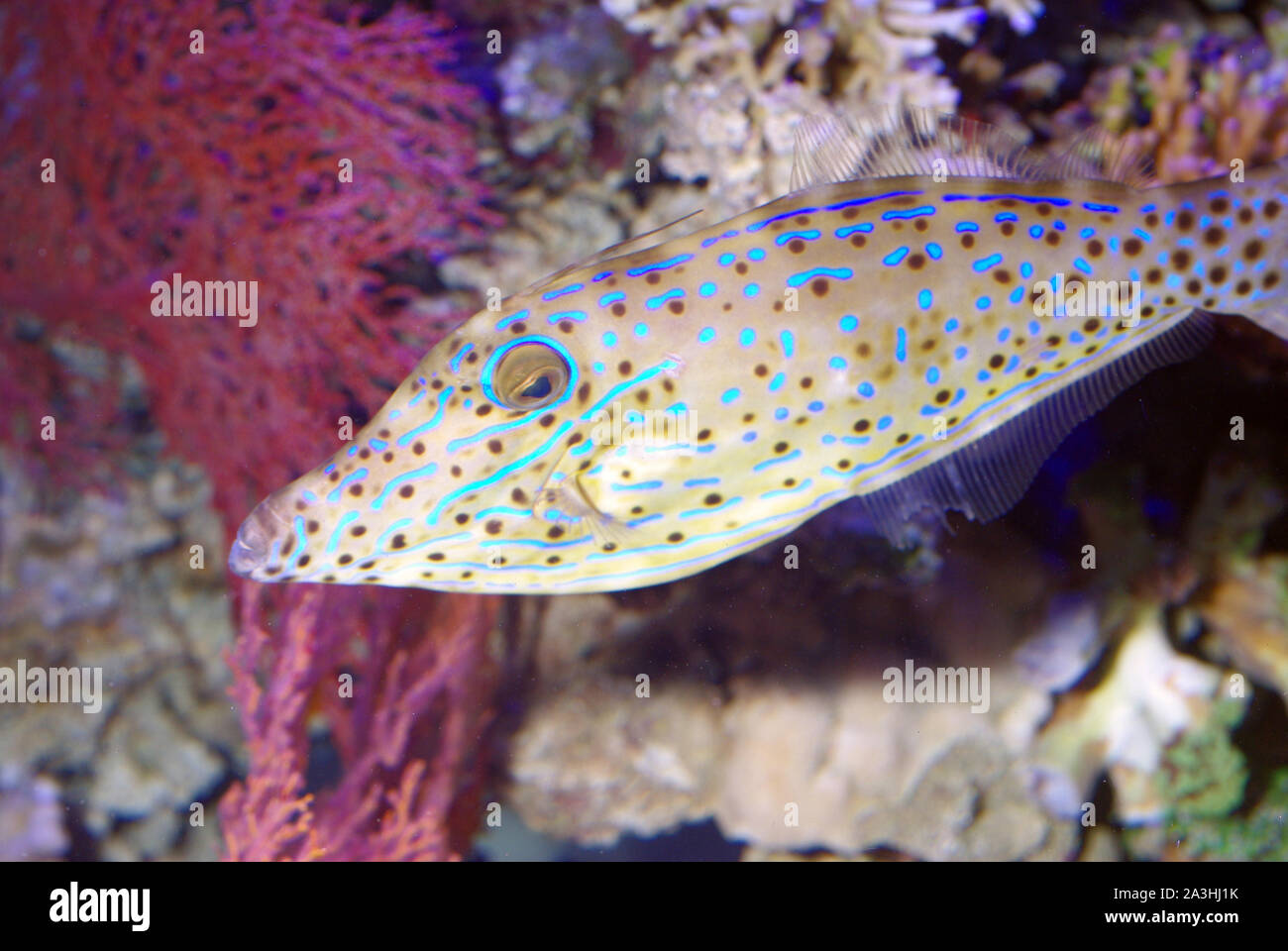 Scrawled filefish, broomtail filefish or scribbled leatherjacket ...