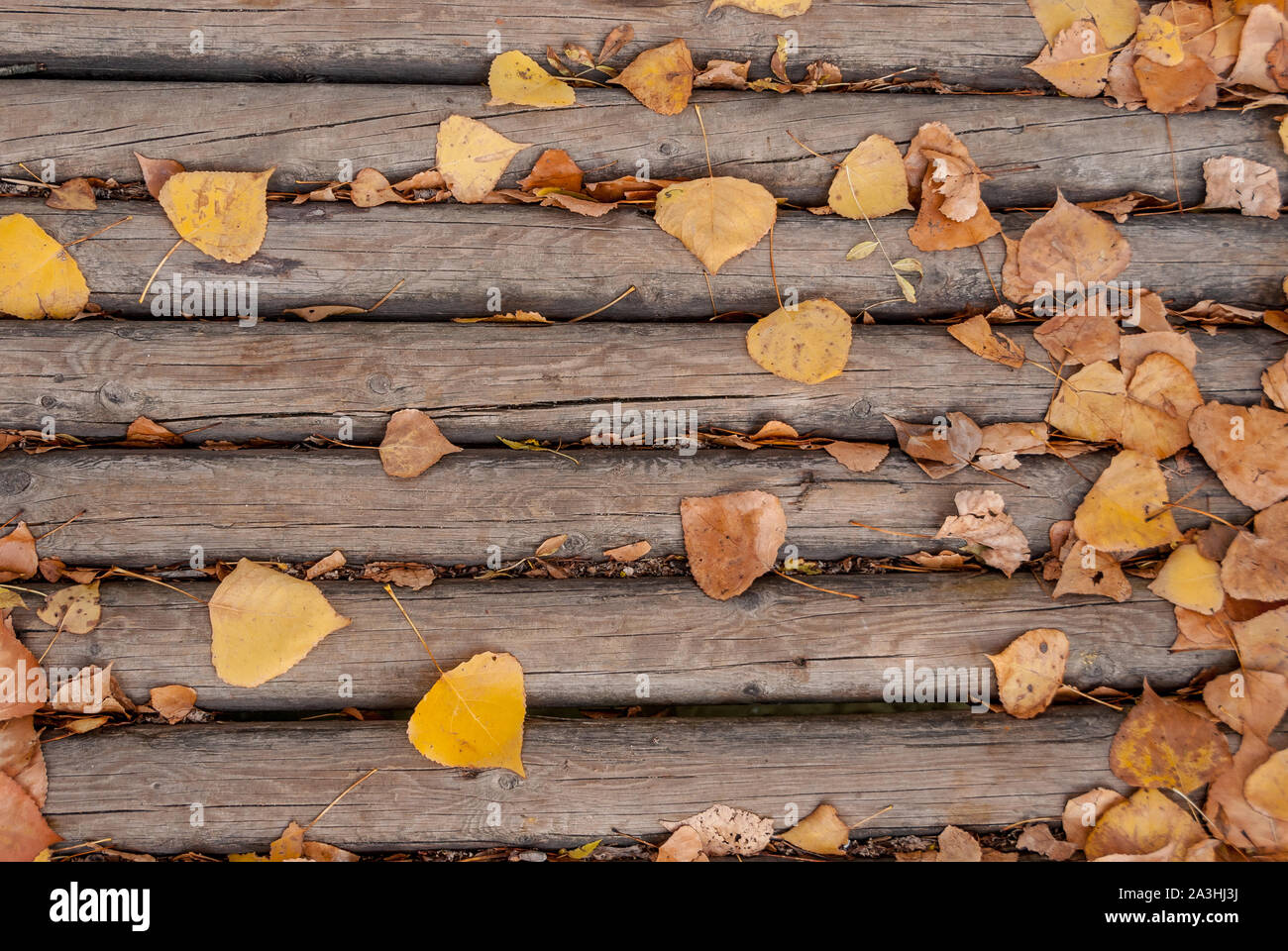 Autumn upholstered floor of leaves Stock Photo - Alamy
