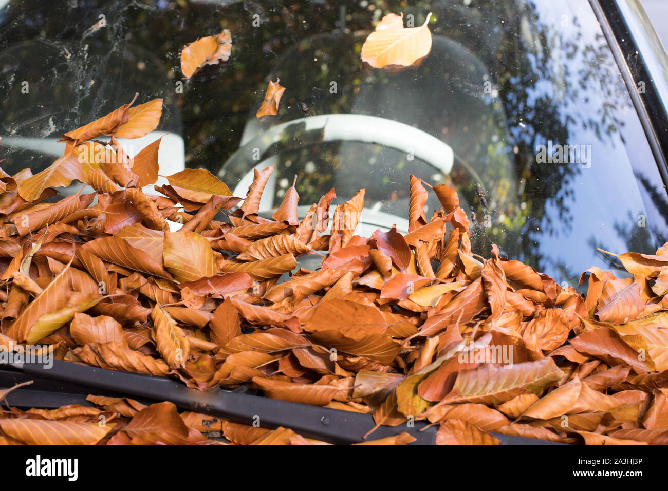 Close up of fallen leaves lying on a car window Stock Photo - Alamy
