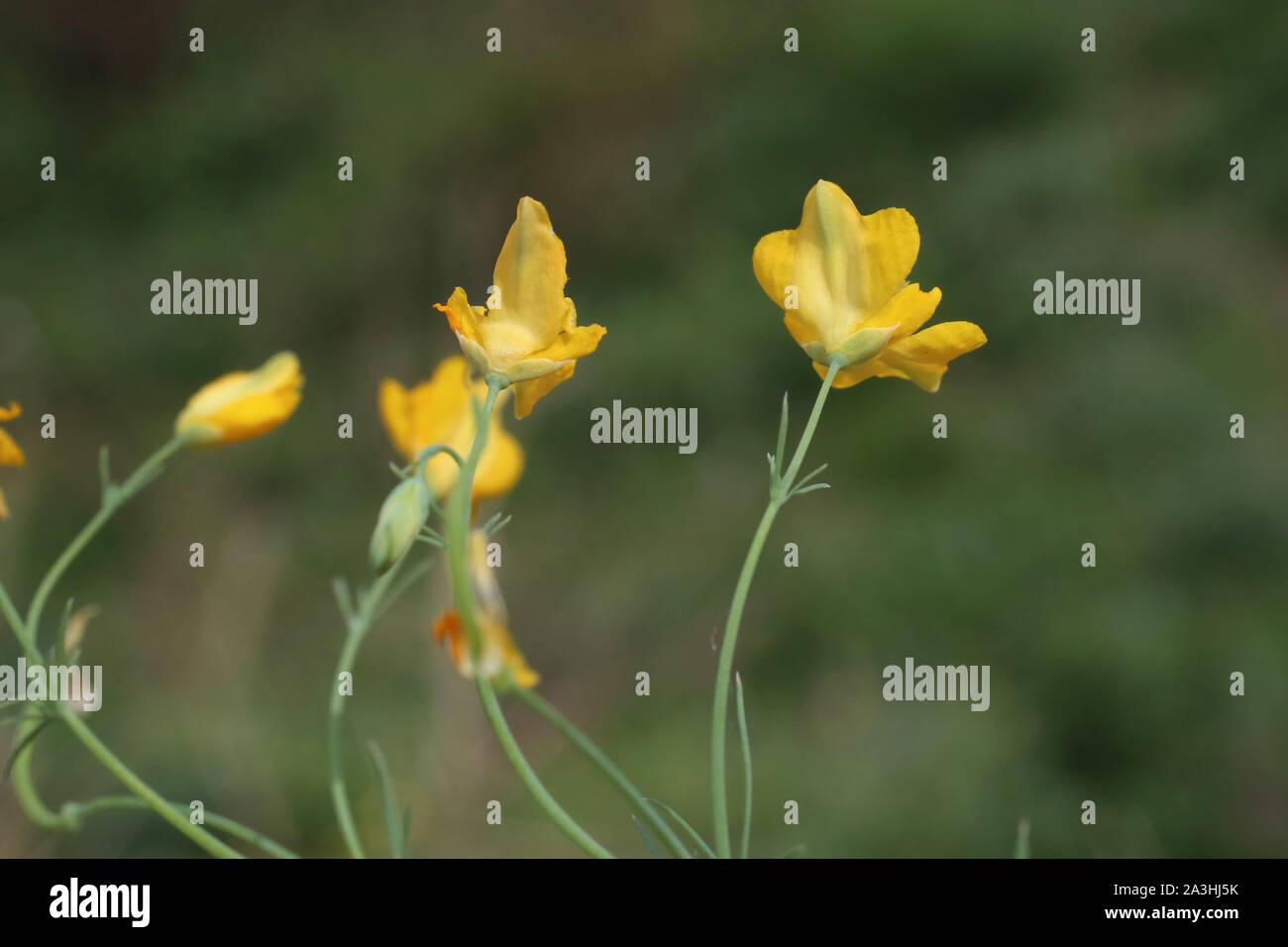 Imberbe hi-res stock photography and images - Alamy
