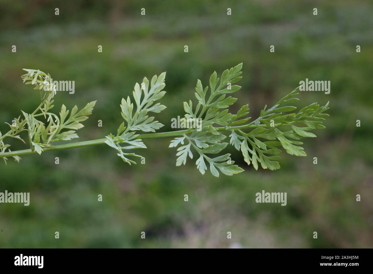 Imberbe hi-res stock photography and images - Alamy