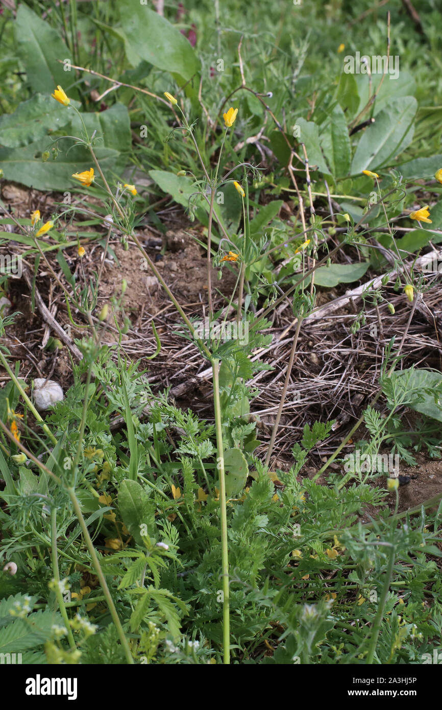 Imberbe hi-res stock photography and images - Alamy