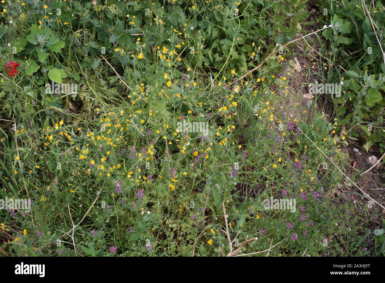 Imberbe hi-res stock photography and images - Alamy