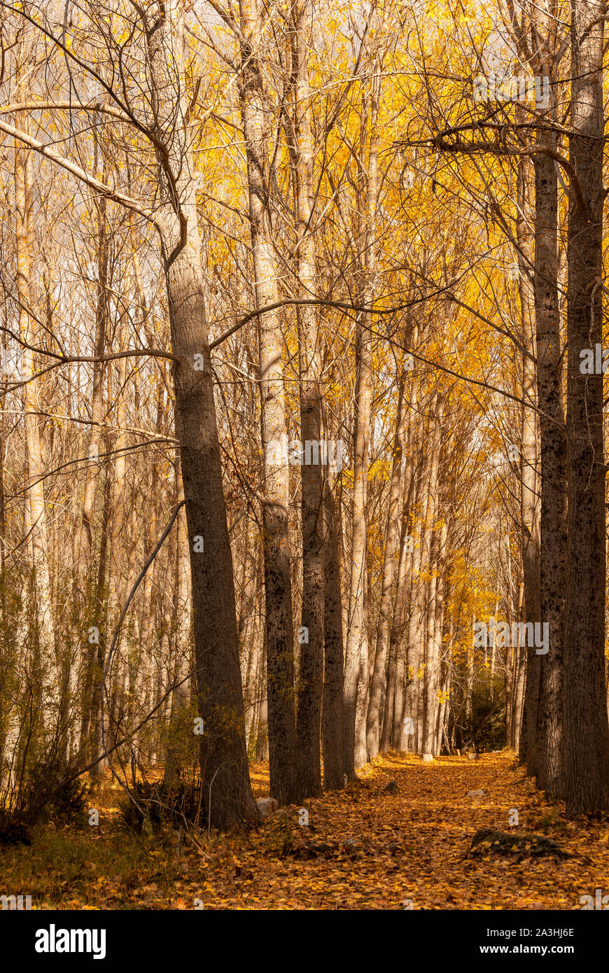Forest of tall trees with yellow leaves Stock Photo - Alamy