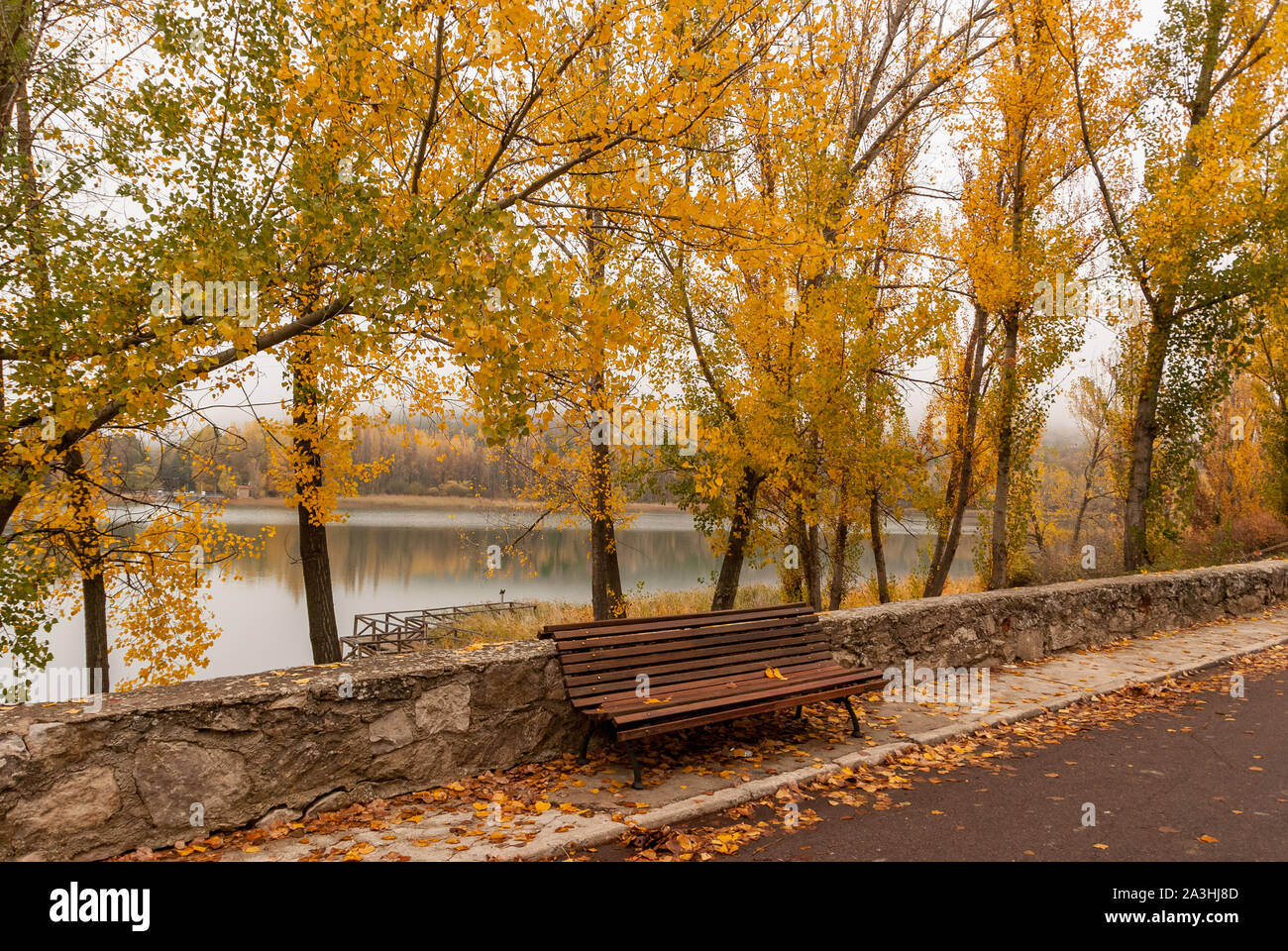 Forest of tall trees with yellow leaves Stock Photo - Alamy