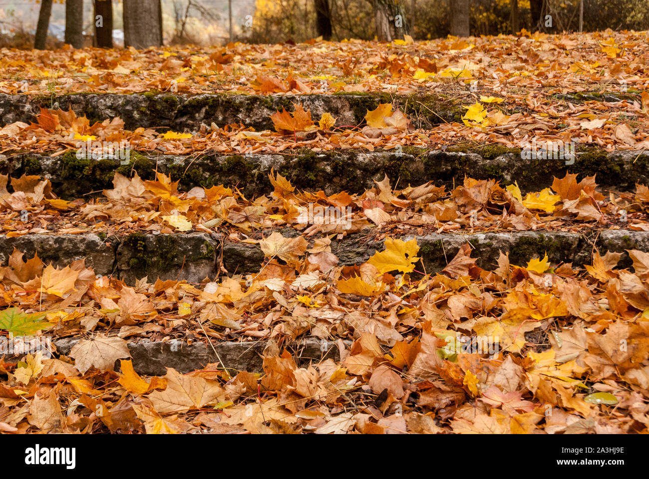 Autumn upholstered floor of leaves Stock Photo - Alamy