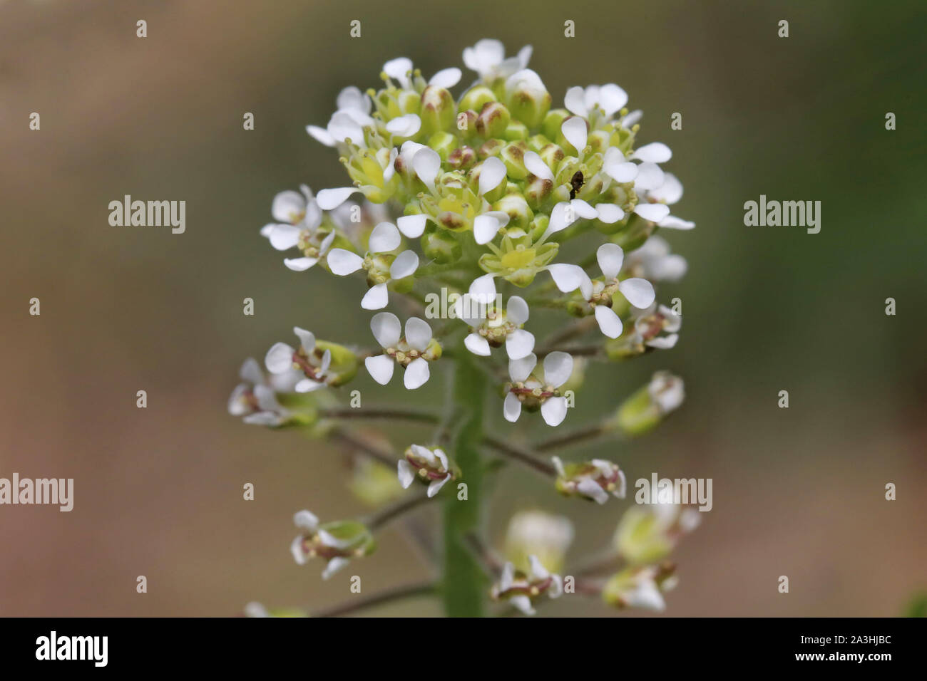 Lepidium campestre hi-res stock photography and images - Alamy
