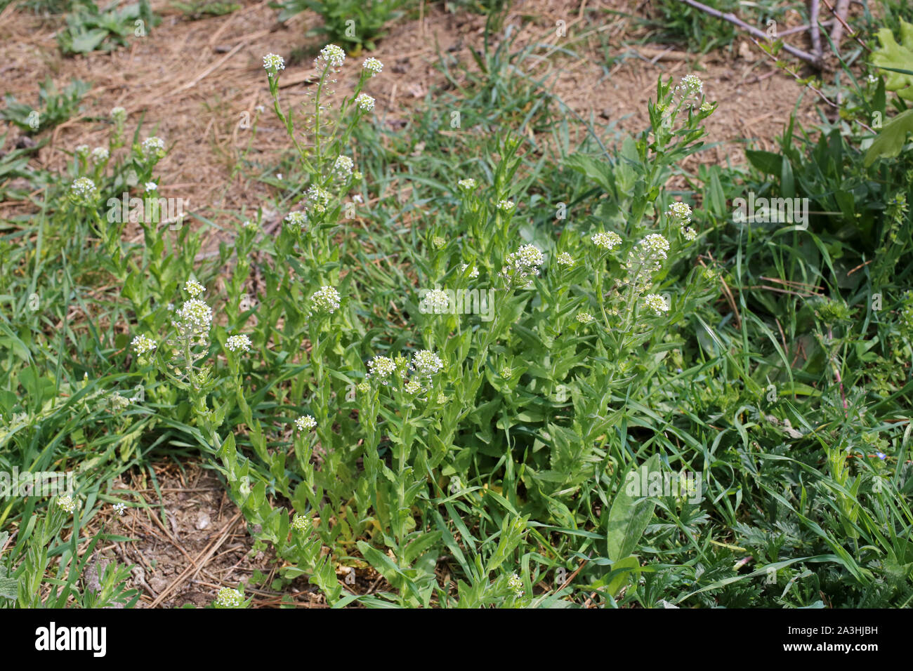 Lepidium Flower High Resolution Stock Photography and Images - Alamy
